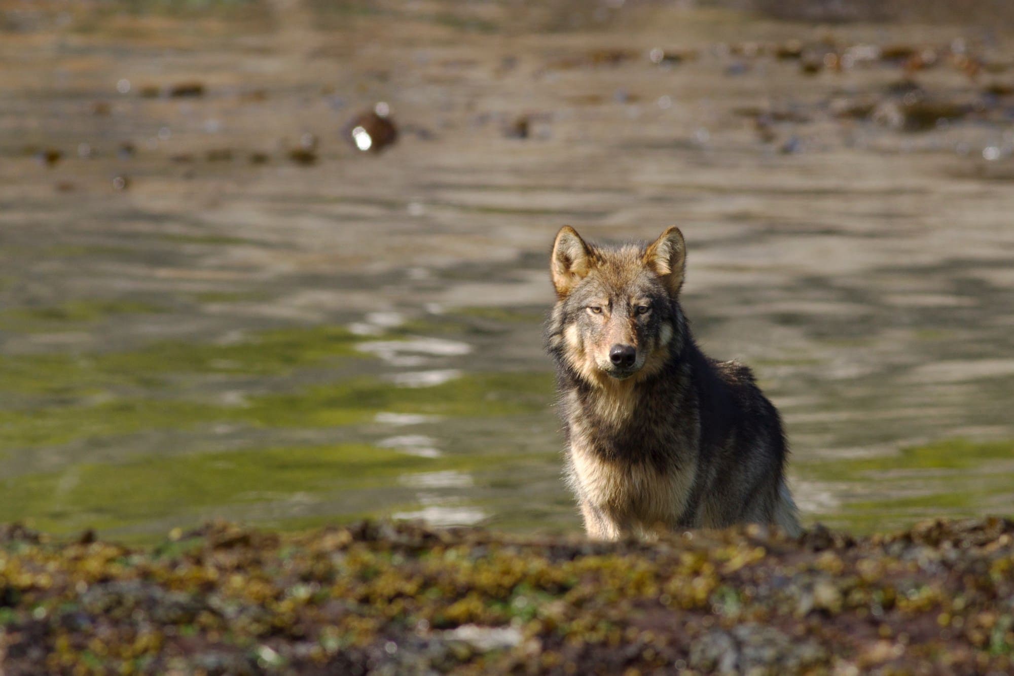 Donate - Clayoquot Action